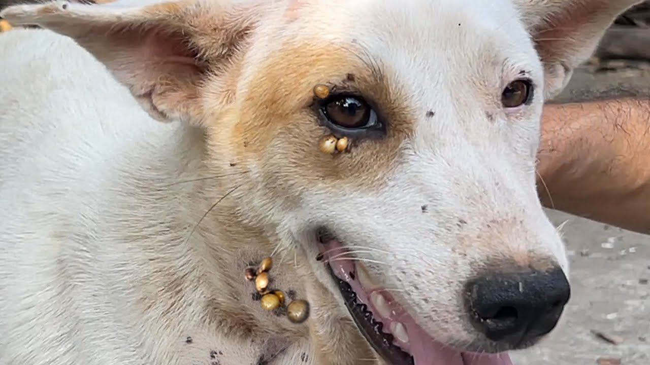 Removing many ticks on dog's face and chest - YouTube