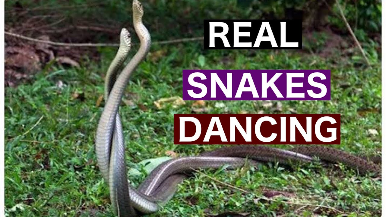 REAL SNAKES DANCING - YouTube