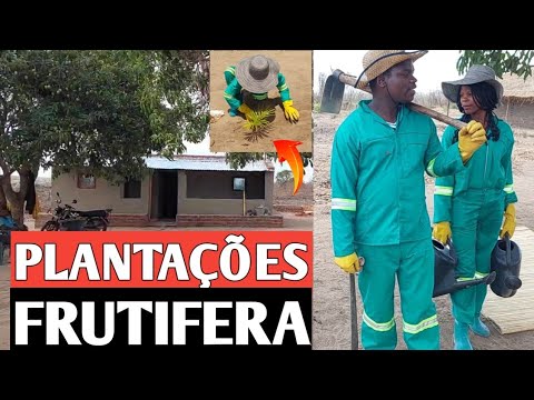 PLANTAMOS AS PLANTA FRUTIFERAS NA NOSSA MACHAMBA - YouTube