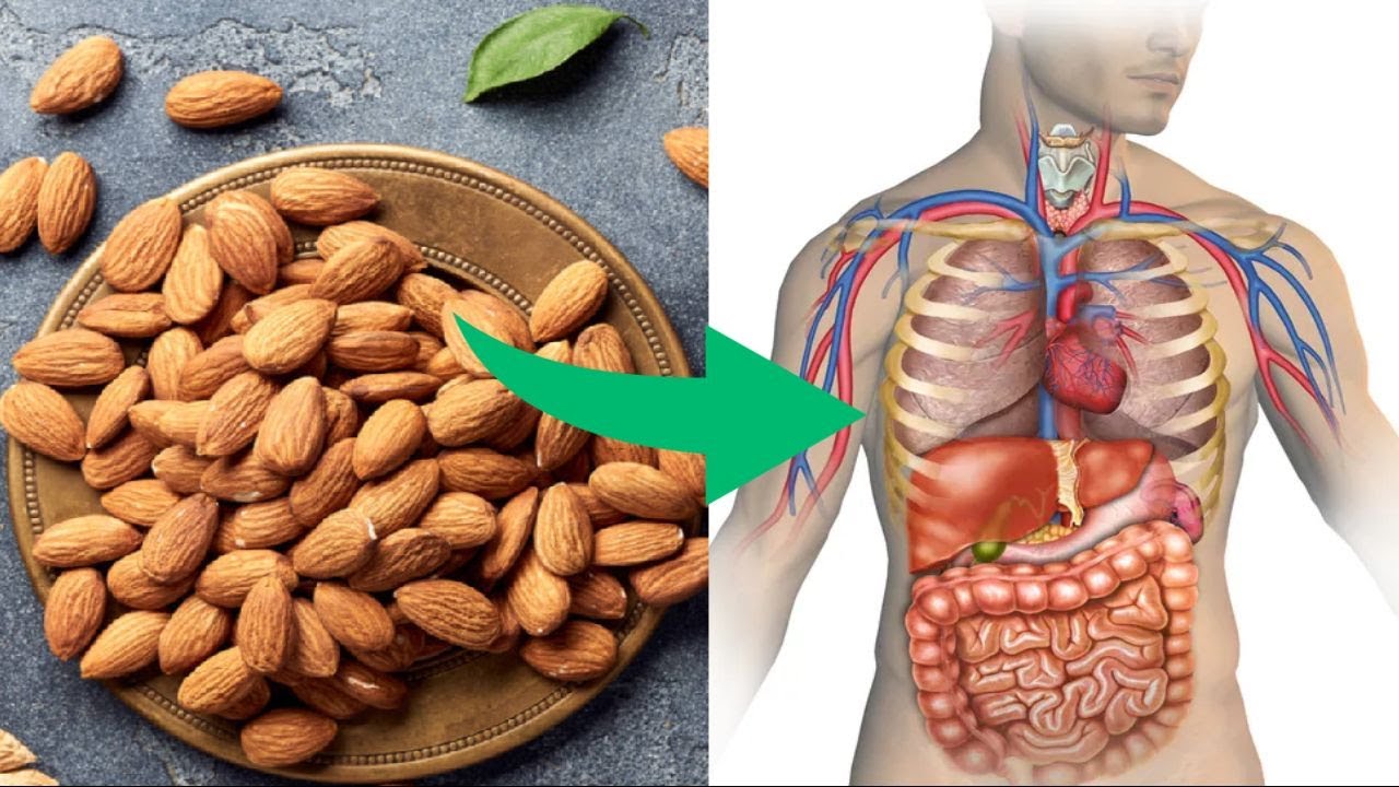 What Will Happen If You Eat 4 Almonds Every Day? - YouTube