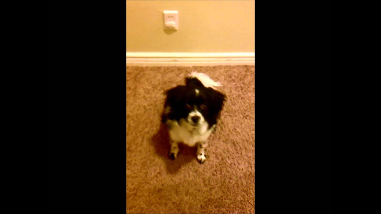 Daisy the Shih-Mo - YouTube