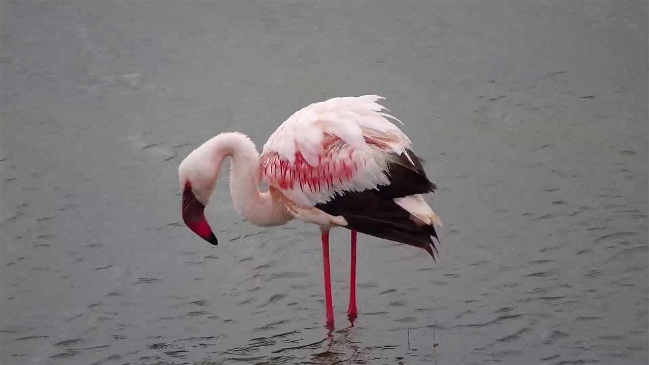 A Flamingo Preening - YouTube