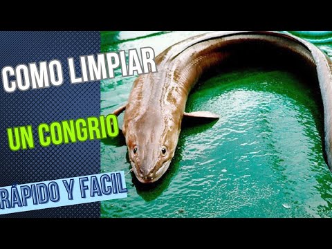 cómo limpiar y cortar un congrio paso a paso de manera rápida y fácil ...