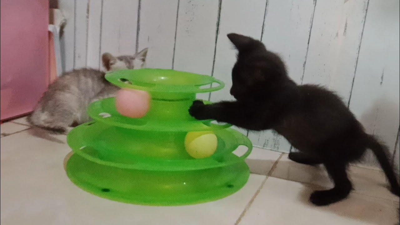 Funny kittens playing with toys || adorable kittens playing - YouTube