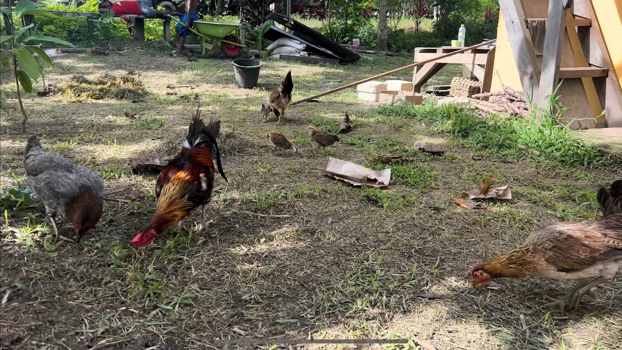 Ternak Ayam FILIPIN di Lahan 1/2 Hektar!!! Tanpa Kandang, Tanpa Vaksin ...