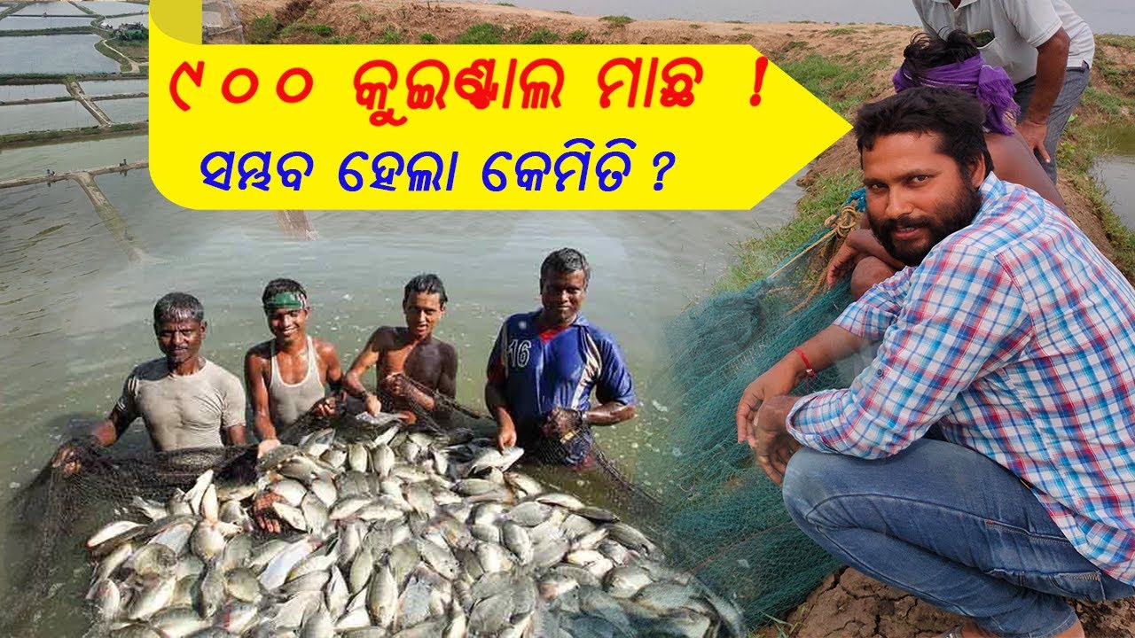 ୯୦୦ କୁଇଣ୍ଟାଲ ମାଛ ଉତ୍ପାଦନ ହେଉଥିବା ଫାର୍ମ || 900 Quintal fish production ...