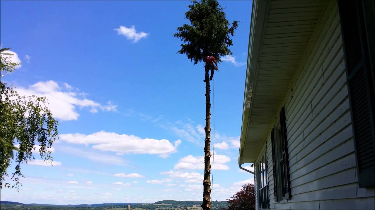 Pine tree topping - YouTube