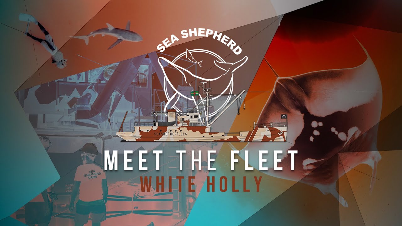 MEET THE FLEET - White Holly - YouTube