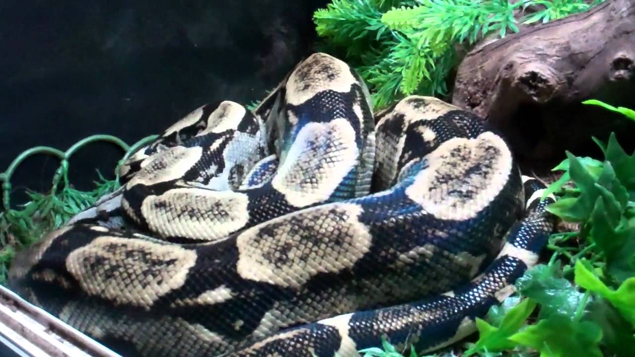 Boa constrictor Longicauda - YouTube