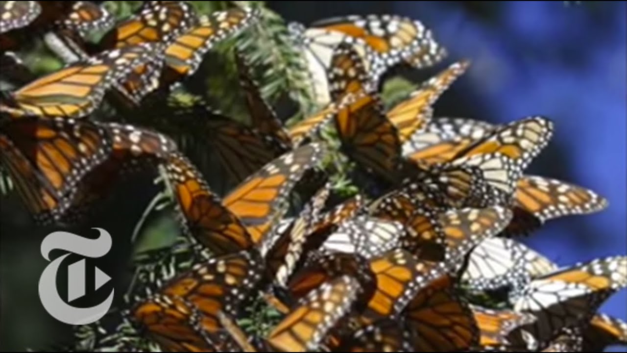 Neurobiology Of Monarch Butterfly Migration Tracking Butterfly's