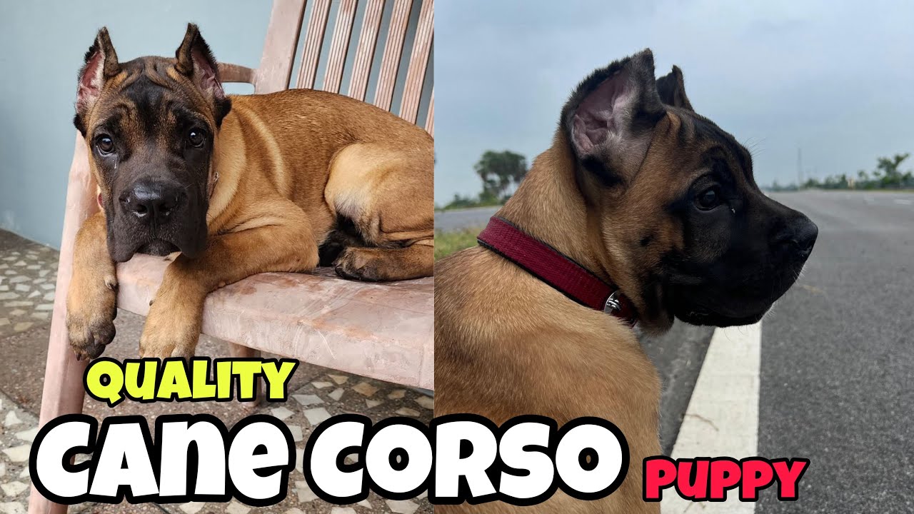 Cane coral male puppy heavy bone quality puppy for sale - YouTube