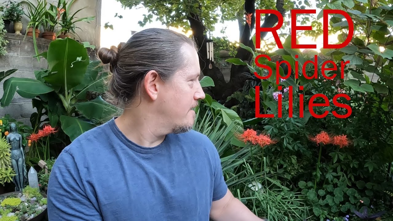 Red Spider Lilies | Garden Update | UPenn Garden - YouTube