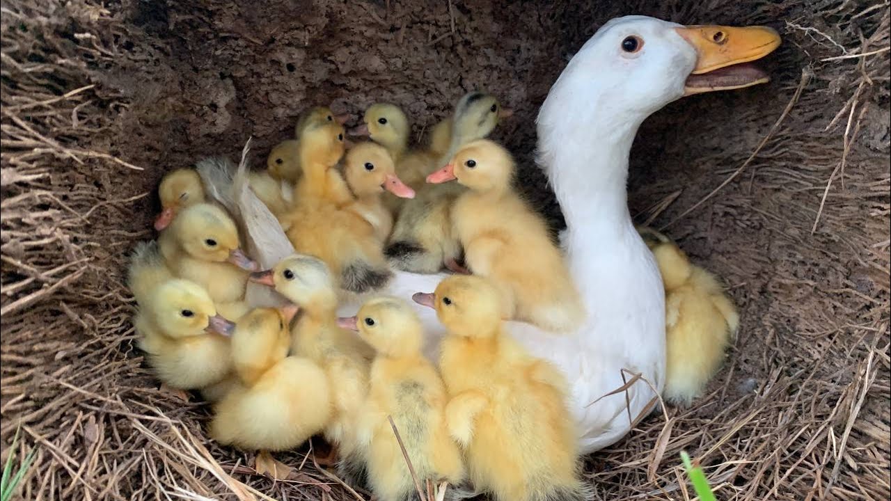 WOW!! Amazing a lot of baby DUCK hatching from eggs - New Duckling Born ...