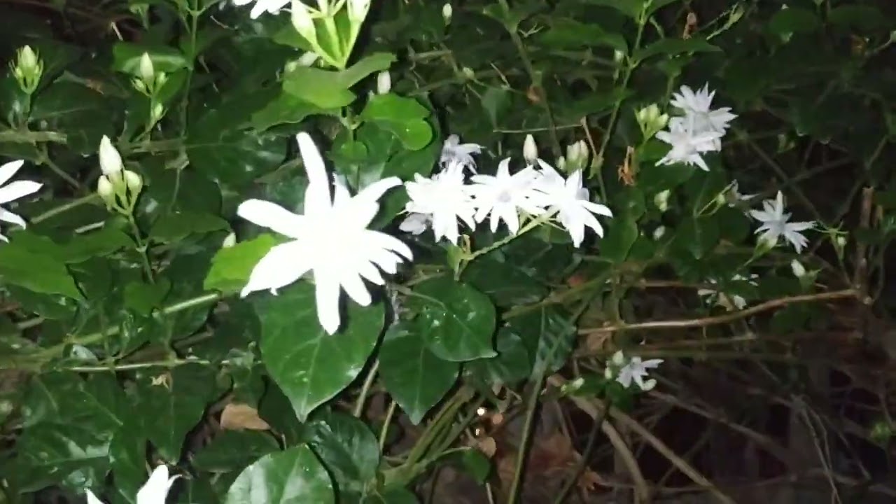 Mogra flower, mogra ka fool/phool , blooming mogra ,mogra at night ...