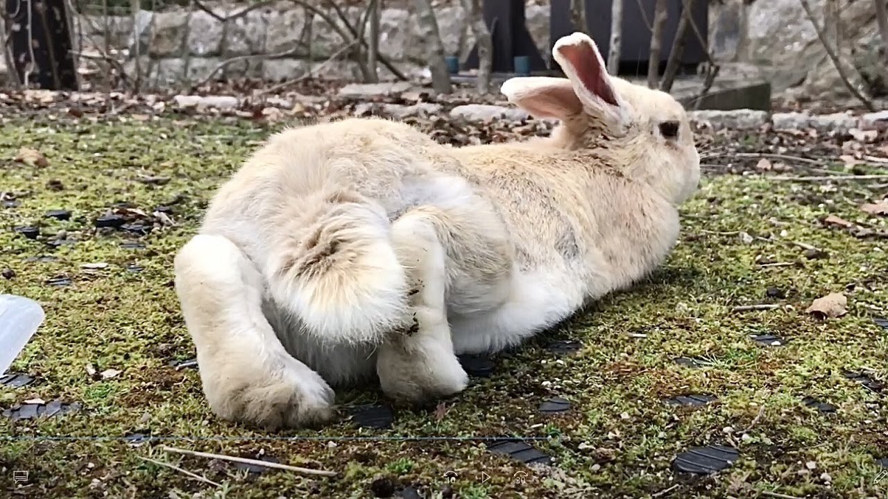 Rabbit showing off the soles of its feet - YouTube
