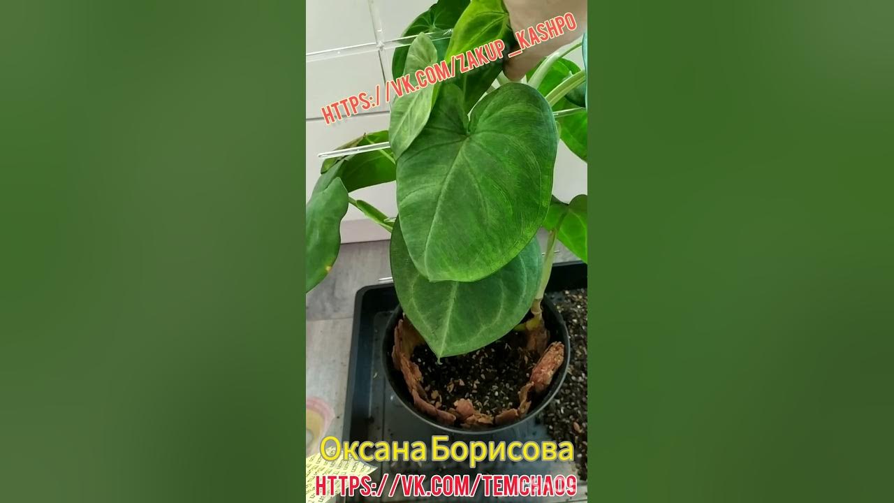 Пересадка сингониума в горшок с фитильным поливом с уменьшением объема ...