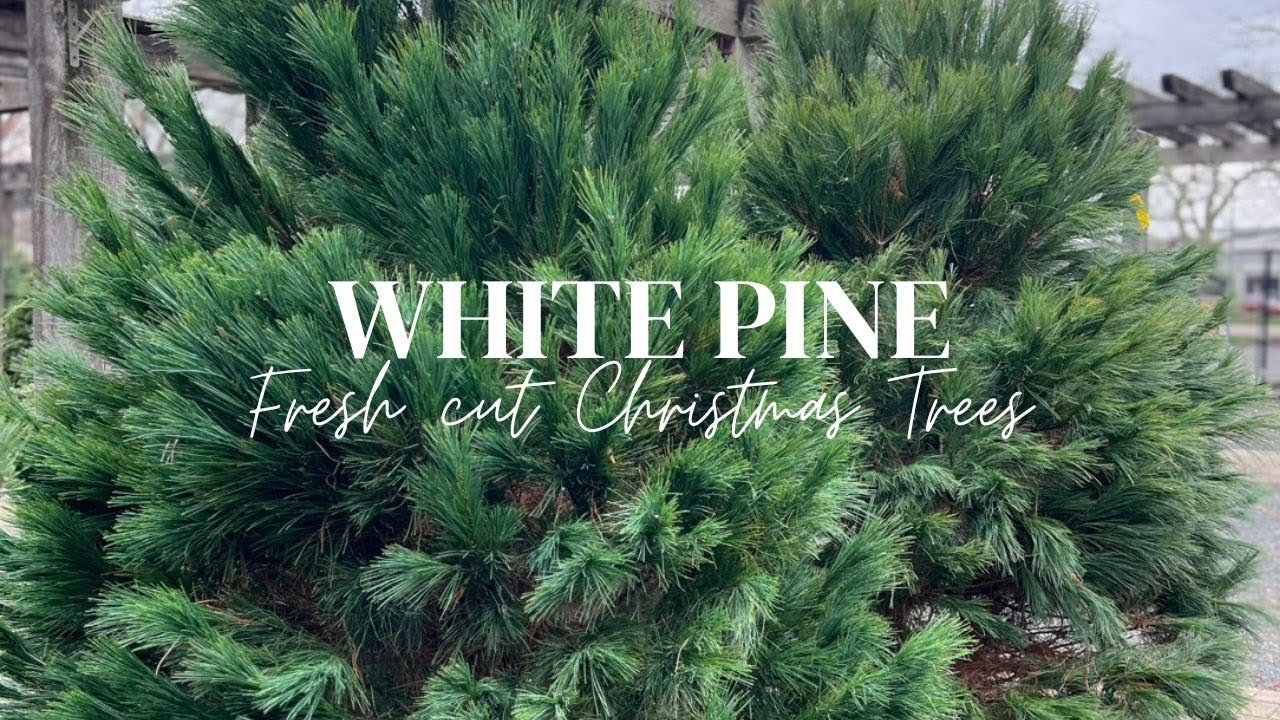White Pine Christmas Tree - YouTube