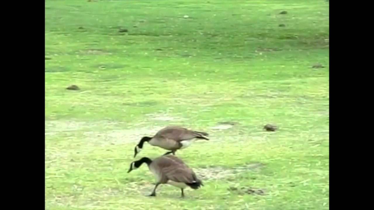 Canadian Goose (Deformed Leg) Walk (Slow Motion Animation Reference ...