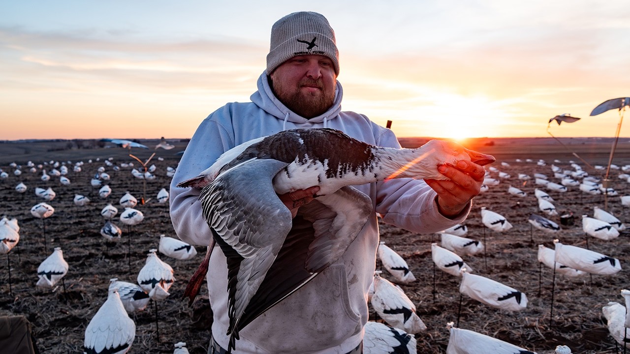 Missouri Snow Goose 2026 - SANDHILL FLYWAY SNOWS FILM - YouTube