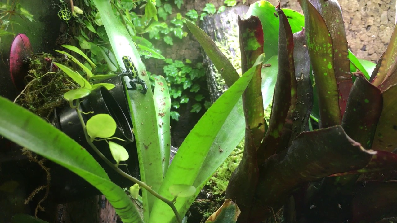 Ranitomeya Variabilis Southern calling - YouTube
