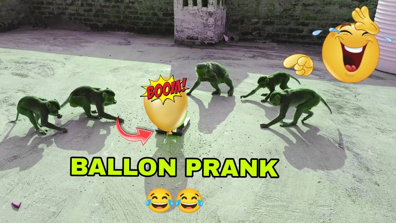 PRANK VIDEOS WITH MONKEYS - YouTube