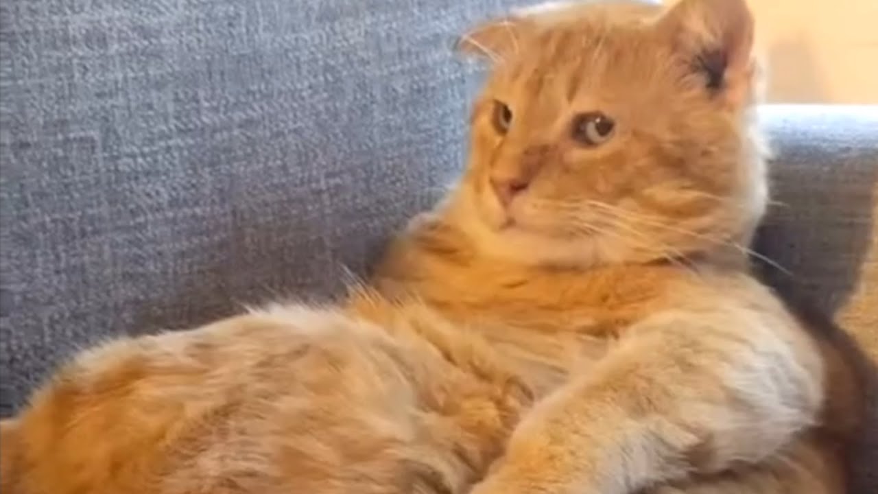 Sly cat will smoothly steal your heart - YouTube