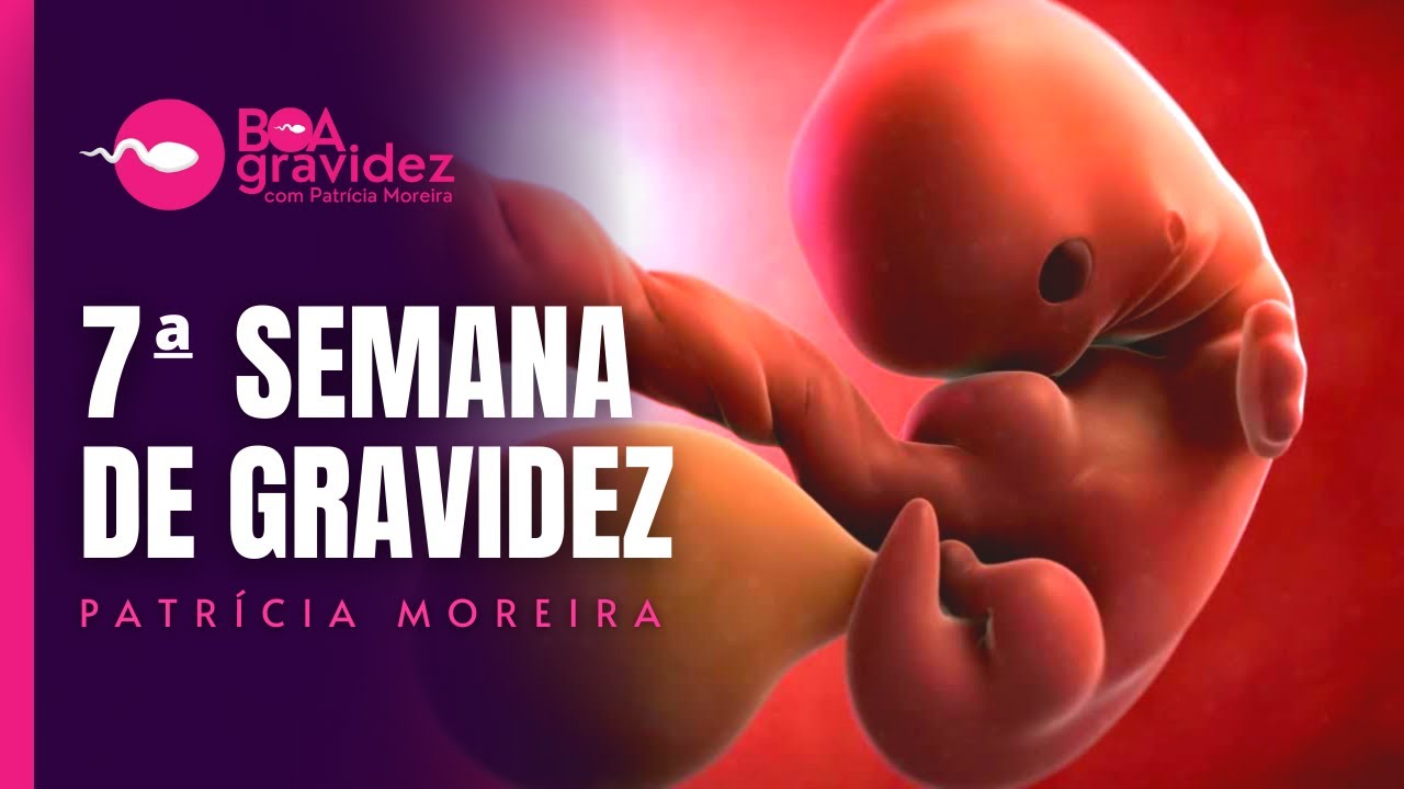 7 SEMANAS DE GRAVIDEZ - Série A Formação Humana - YouTube