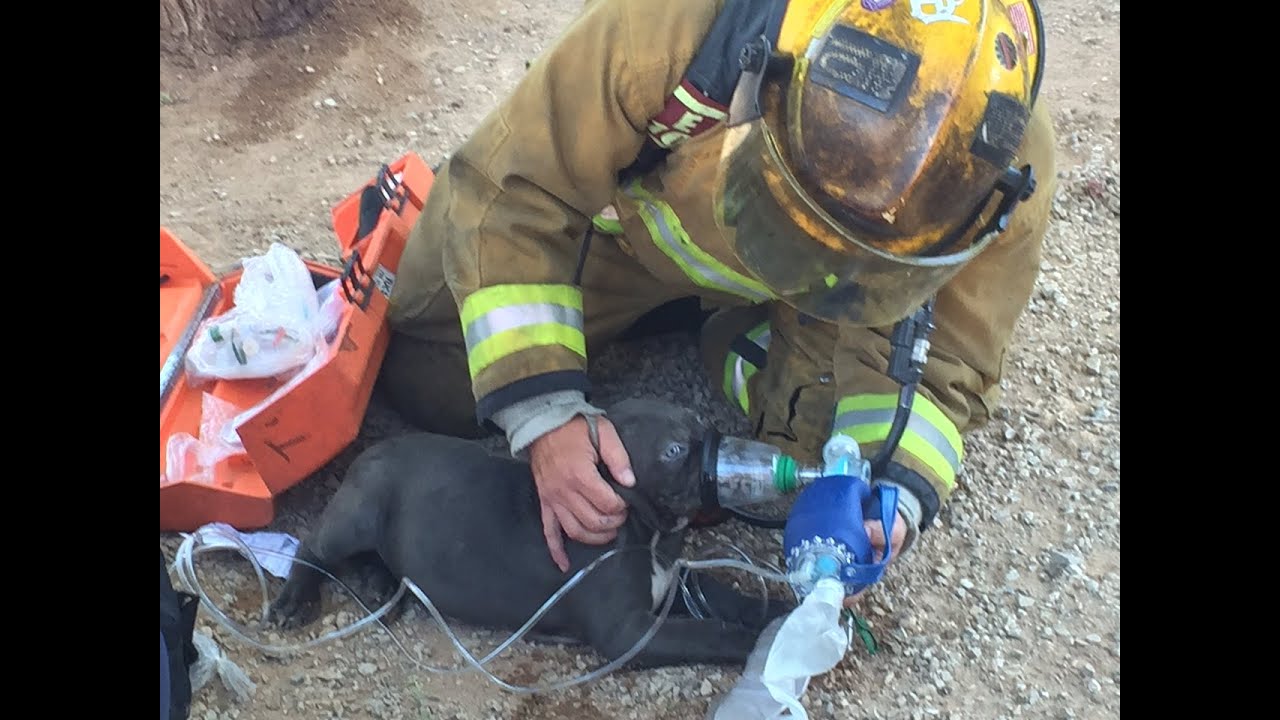 Tucson firefighters use pet CPR on dogs - YouTube