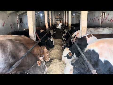 2026 YILI YOL HARİTAMIZ BİRAZ DEĞİŞİK .. #buzağı #inek #çiftlikişleri #cow #kurbanlık #farm 