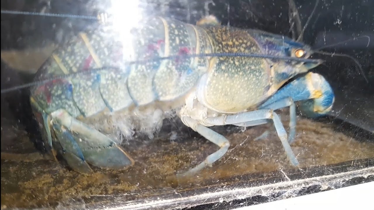 Australian Red Claw Crayfish UNLI Craylings/Baby Ang bilis mag padami ...