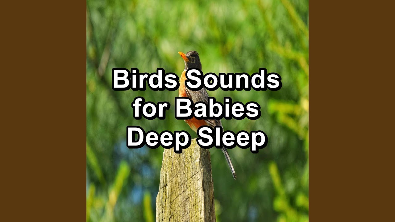 Beautiful Bird Sounds For a Cozy Living Room For Babies and Infants ...