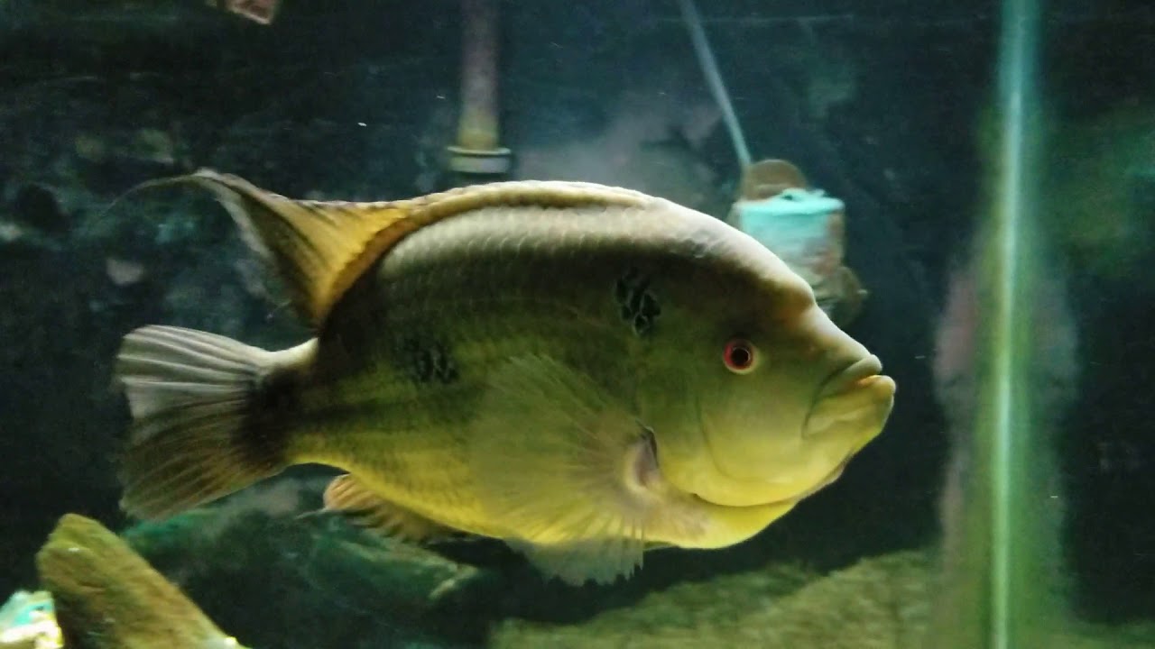 Amphilophus Trimaculatus...Big Male Trimac cichlid. - YouTube