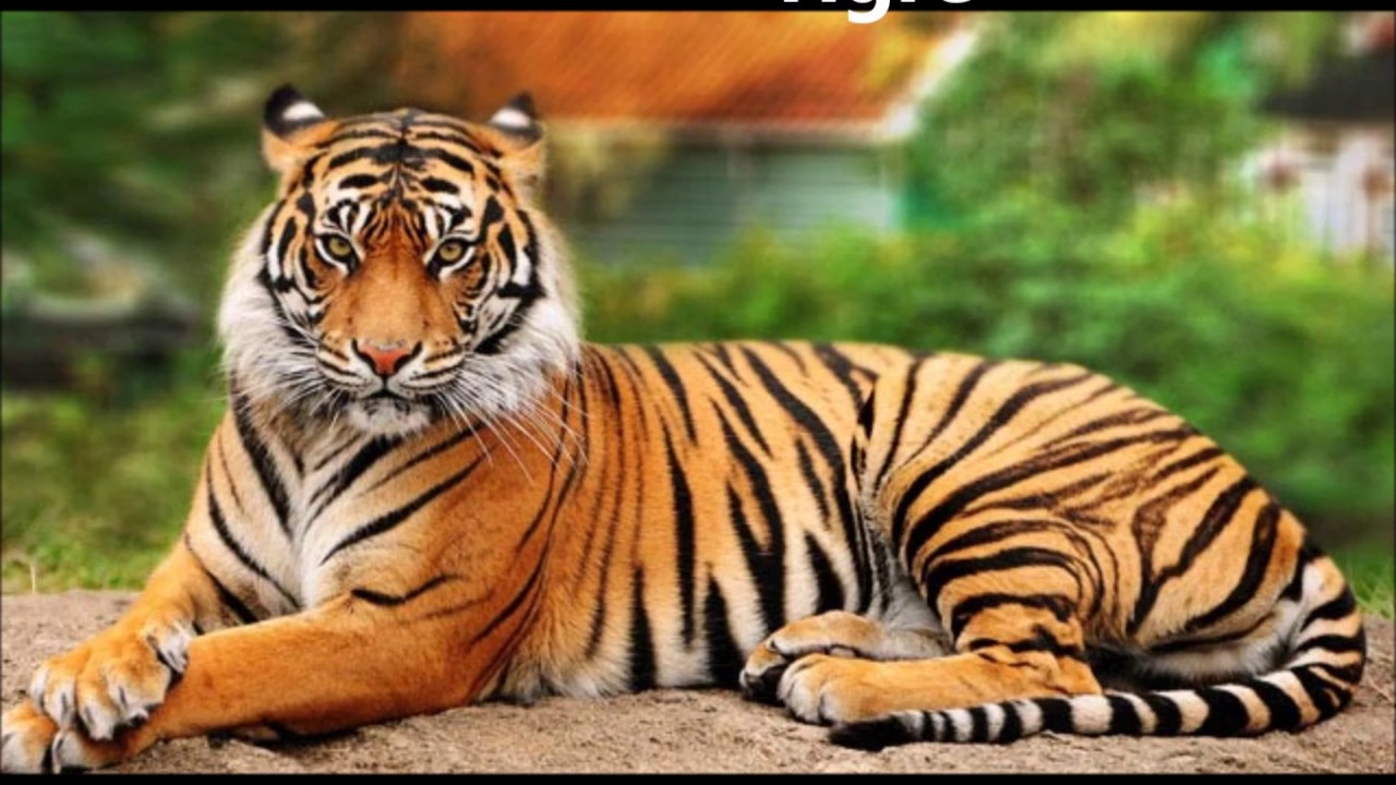 Catalan - Animals - YouTube