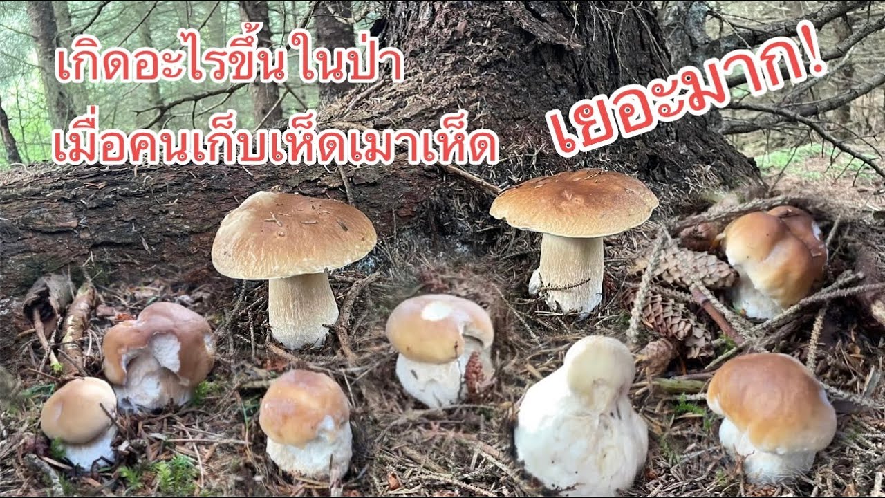 เก็บเห็ดผึ้งหวาน เยอะมากจนเกิดอาการเมาเห็ด นึกว่าลืมมีดที่ไหนได้อยู่ใน