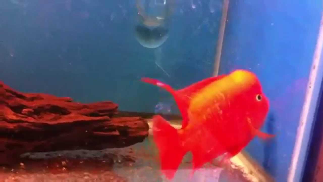 Super red mammon kkp in NYC 2/25/2012 - YouTube