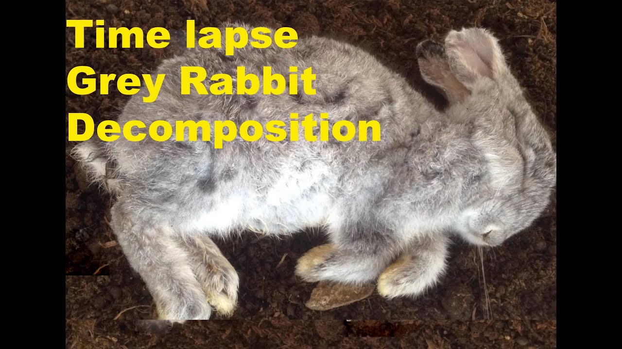rabbit decomposing video - YouTube