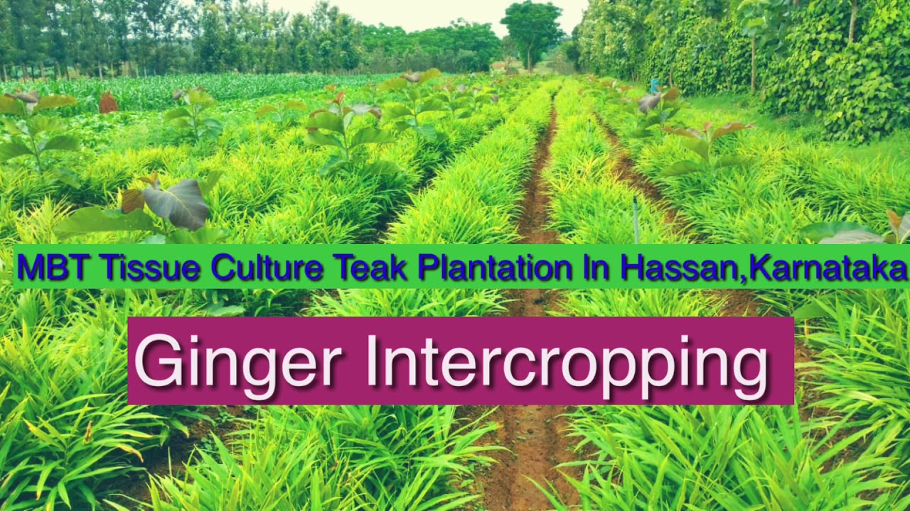 Ginger Intercrop in Mother Biotech Tissue Cultured Teak Plantation ...