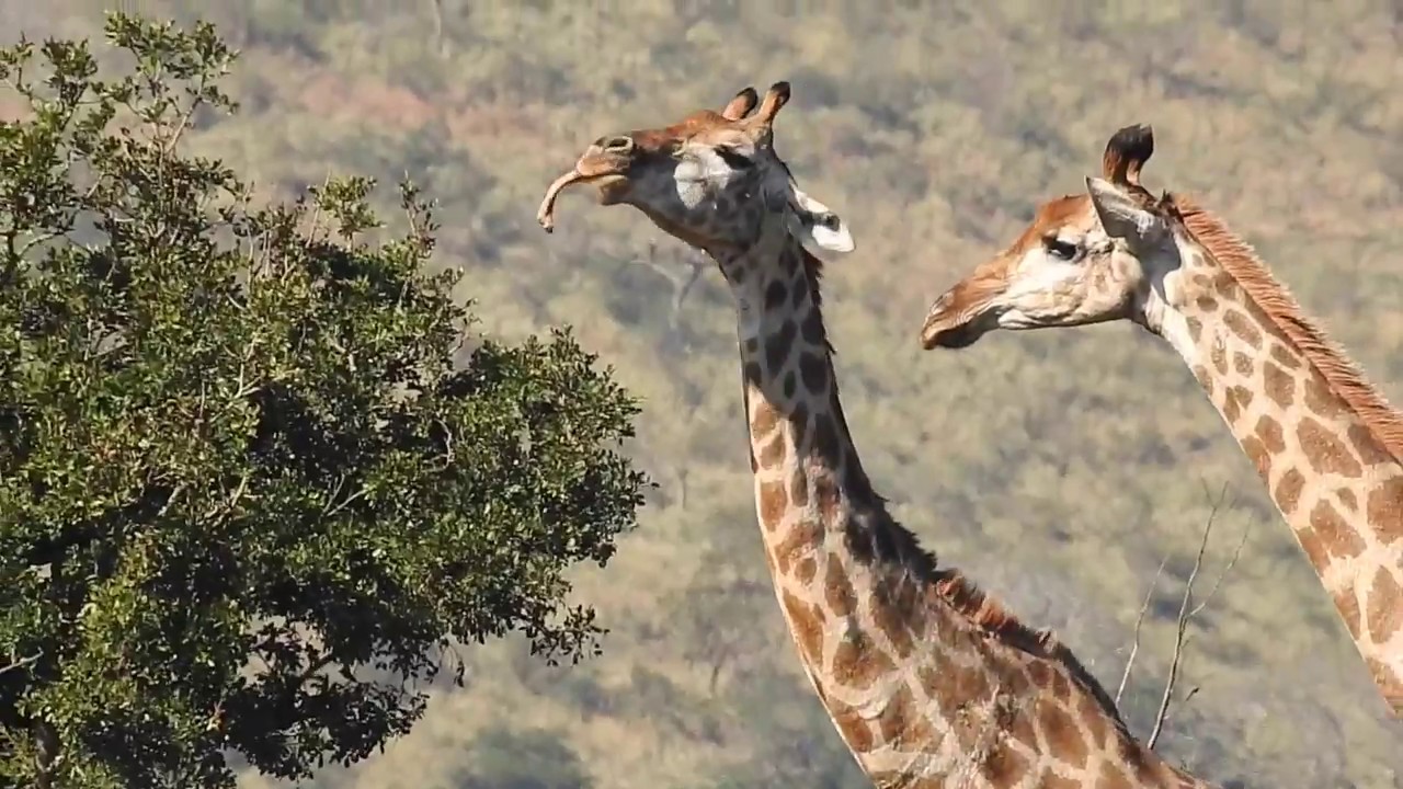 Osteophagia - "the eating of bones" - YouTube