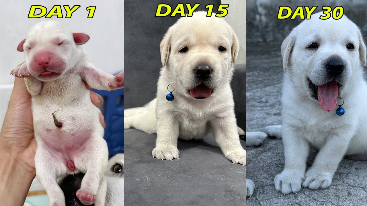 Cún Con Từ Ngày 1 Đến Ngày 30 Thay Đổi Như Thế Nào - Full Labrador ...