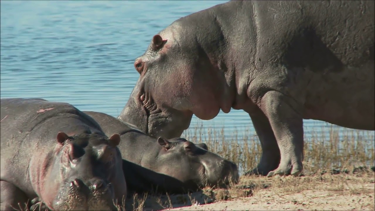 5 Most Aggressive Animals In The World - YouTube