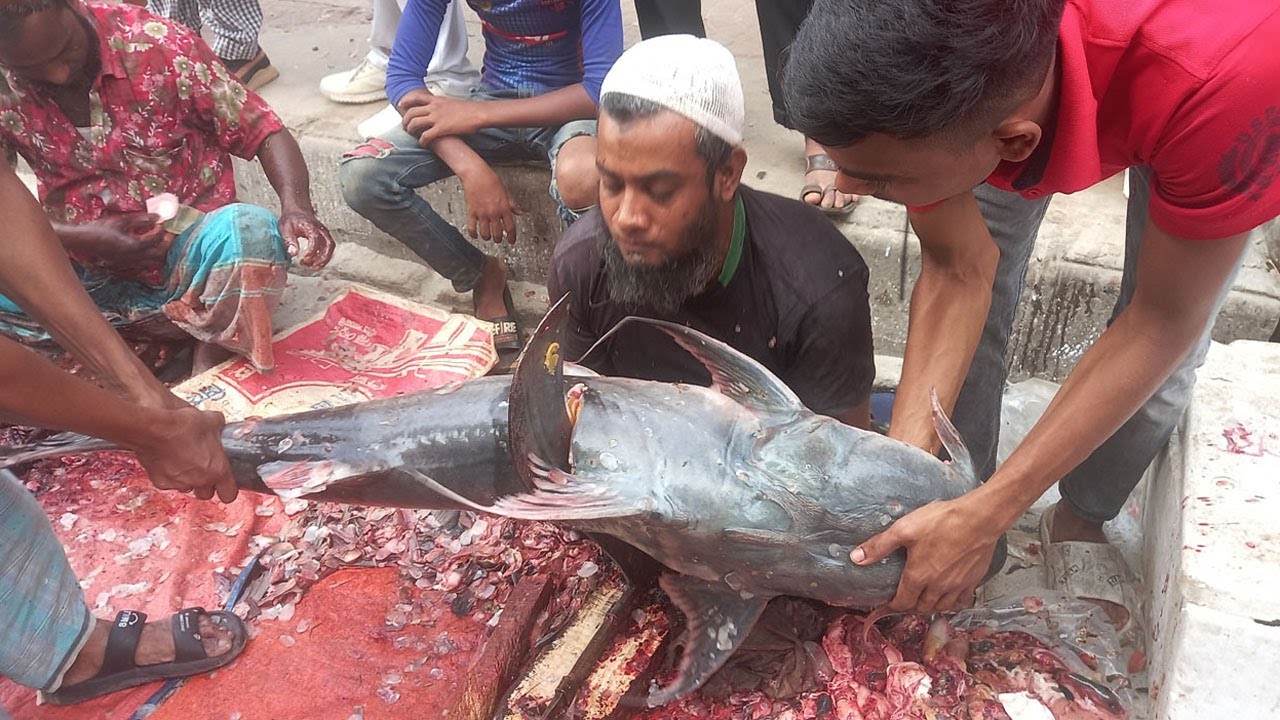 Incredible fish!!! 35 Kg Weight Testy Bagair Fish Cutting Live || ARS ...