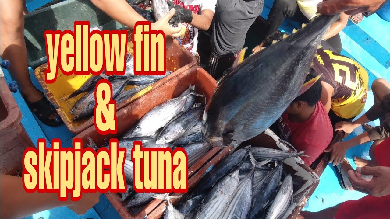 yellow fin tuna and skipjack tuna - YouTube