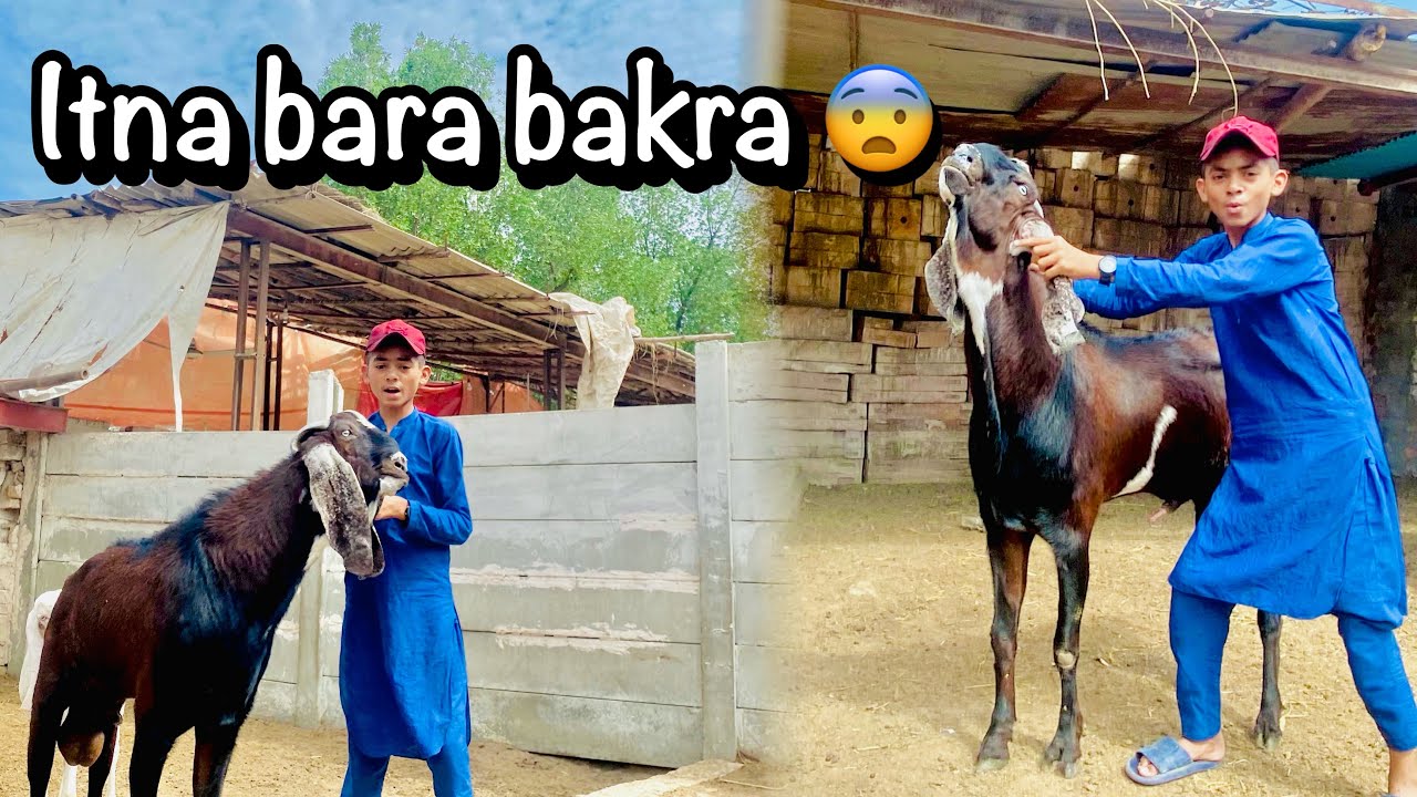 TS Pet House itna bara bakra a gaya 😨😰 - YouTube