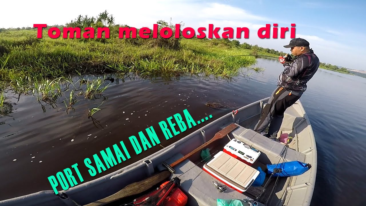 TOMAN BUKIT MERAH RAMAH DAN KAKI BULI..... - YouTube