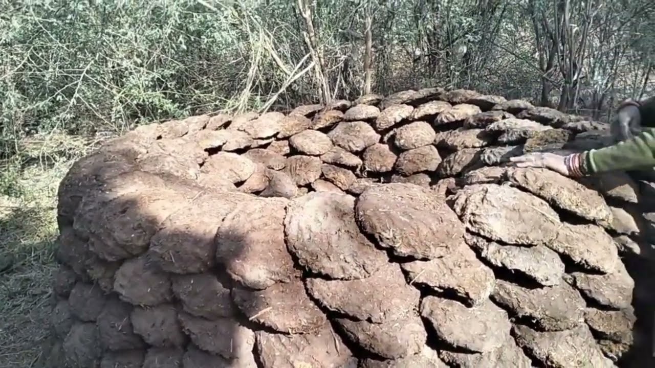 Bitoda kaise banate hain | गांव मे बिटोड़ा कैसे बनाते है #bitoda - YouTube