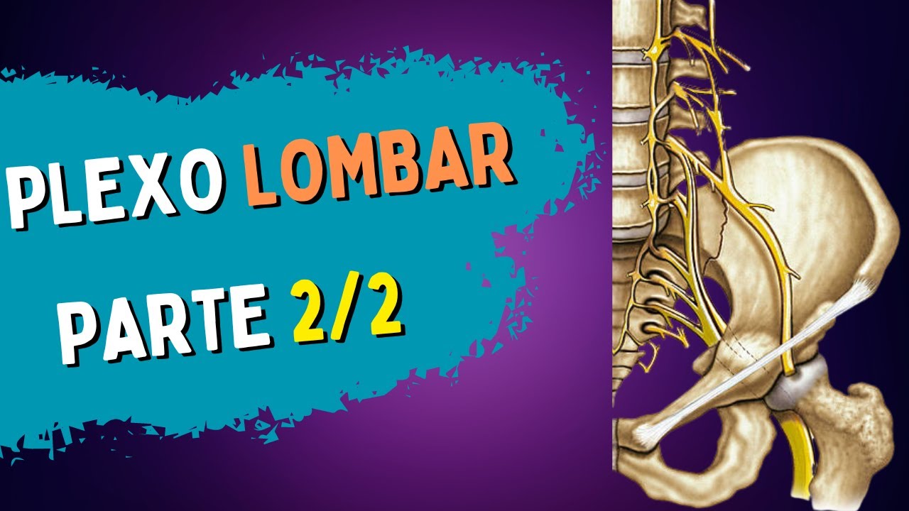 PLEXO LOMBAR / LOMBOSSACRAL | Parte 2/2 - YouTube
