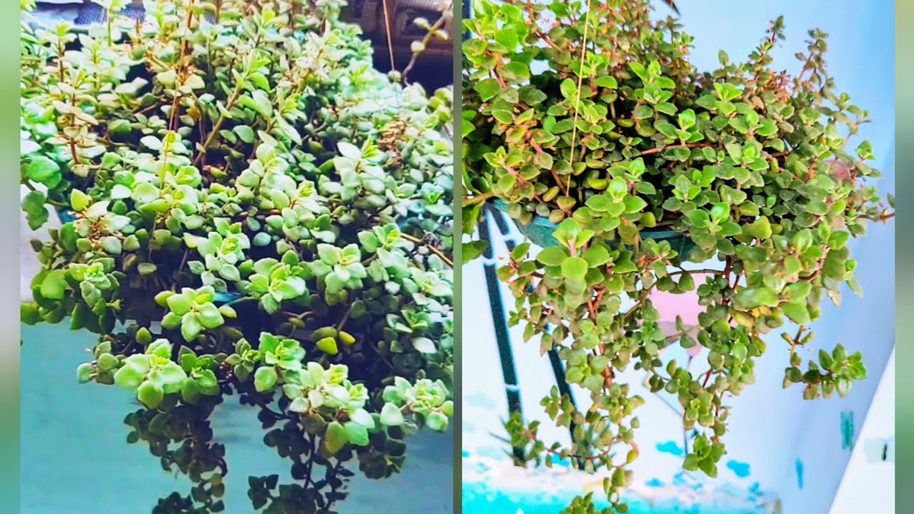 Tangled Heart Succulent Plant Care Tips | How to make a Tangled Heart ...