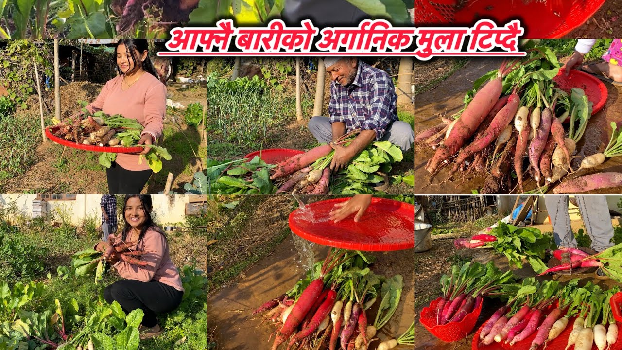 Harvesting radishes with my dad 😊 - YouTube