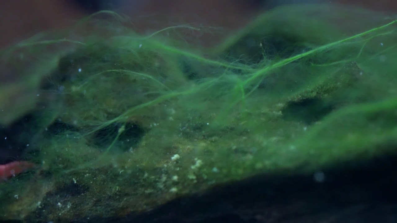 [4k] Hair Algae Going Back And Forth From The Waves - YouTube