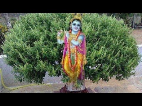 Tulasi Dalaalatho Tulatoochu daamante___lord  sri krishna bhakthi song